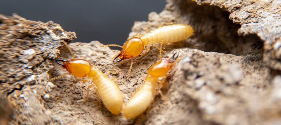How to Get Rid of Termites | Tips for Ridding Your Home of Costly Pests ...