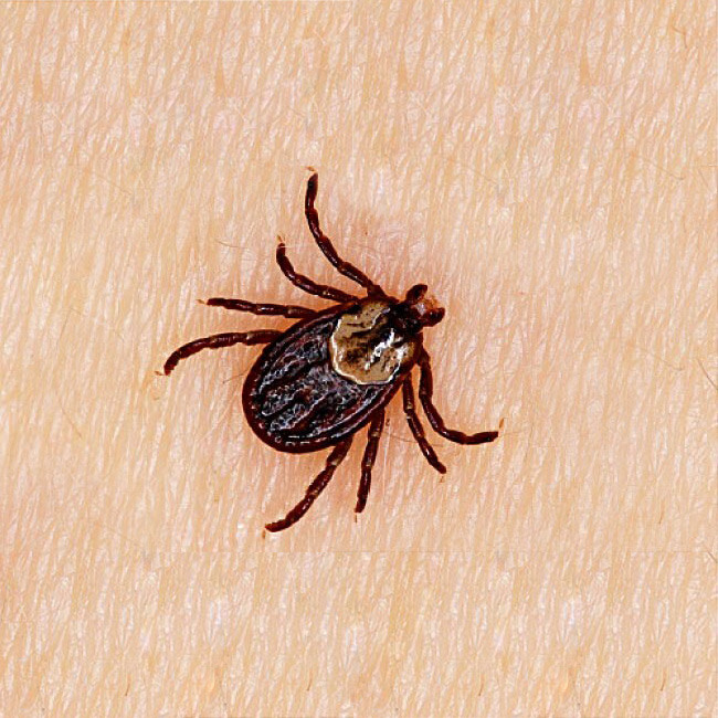 TRAKKER® Tick Control Service - WING 8 Pest Services